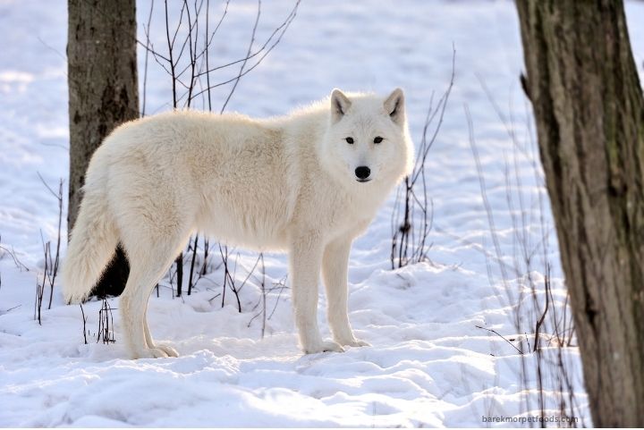 Winter Pet Safety: Essential Tips for Keeping Pets Healthy in Snowy ...